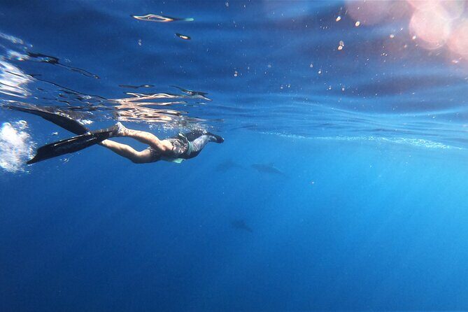 Mobula Ray and Ocean Safari Day Trip - FAQ