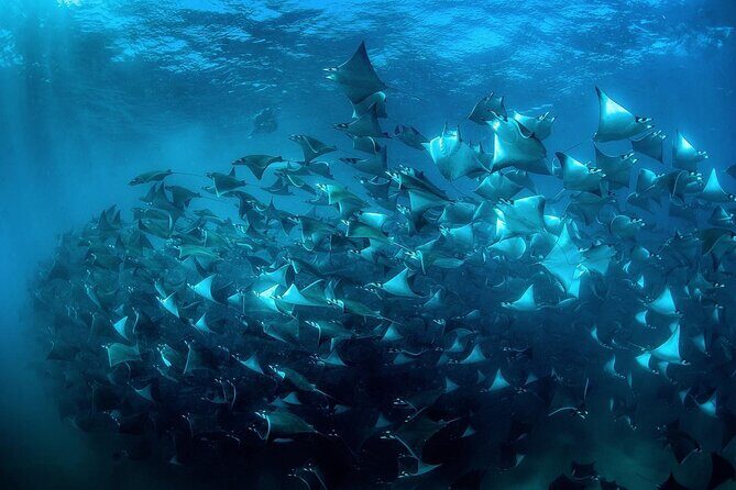 Mobula Ray Snorkeling with Photos Included - Key Points