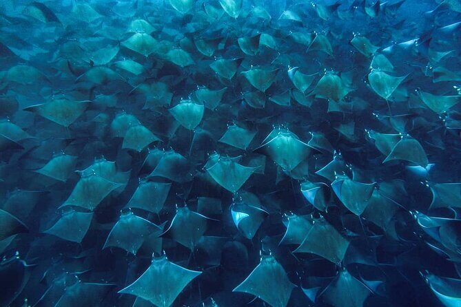 Mobula Ray Snorkeling with Photos Included - The Sum Up