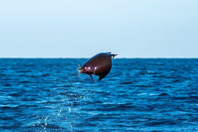 Mobula Ray Snorkeling with Photos Included - FAQ