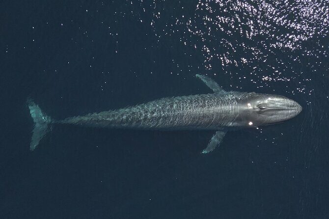 Mobulas and Cetaceans Day Trip - Why This Tour Cooks Up Such Enthusiasm
