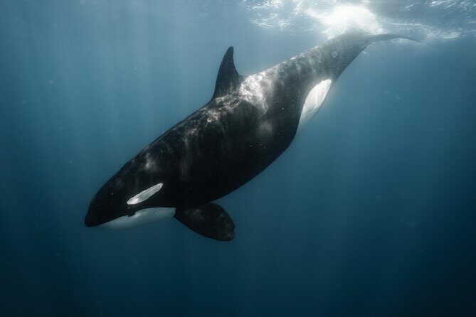 Mobulas and Cetaceans Day Trip - What People Are Saying