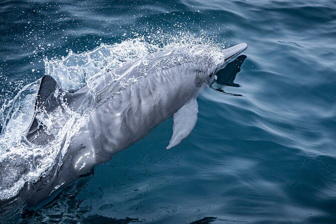Mobulas and Cetaceans Day Trip - Final Thoughts: Is This Trip Right for You?