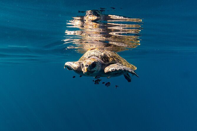 Mobulas and Cetaceans Day Trip - Frequently Asked Questions