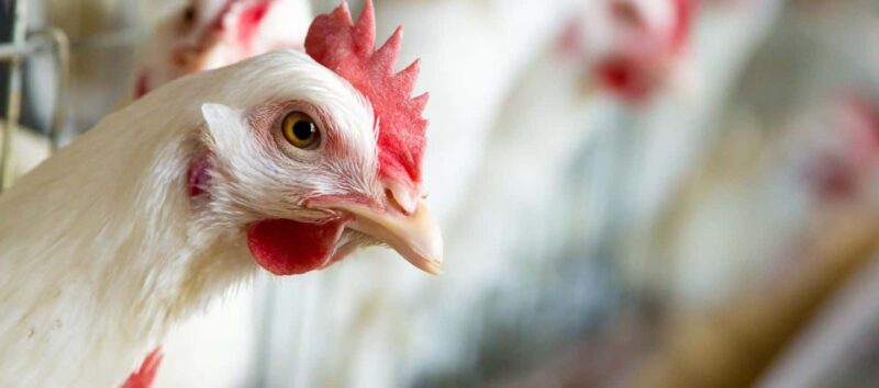 Moca: Farm Tour with Animal Feeding and Egg Collecting - Key Points