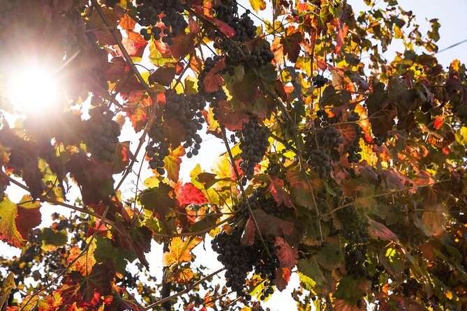 Modena area: Balsamic Vinegar Aceto Tasting Experience - The Experience: What to Expect