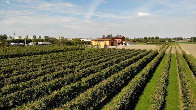 Modena: guided tour and tasting of superb Balsamic Vinegar - FAQs