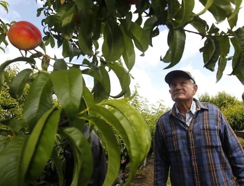 Modesto: Fruits and Roots Tour Driving Audio Guide Tour - The Details and Practicalities