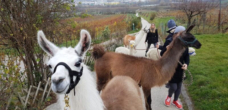Mödling/Vienna: Scenic Guided Hike with Alpacas and Llamas - A Genuine Look at the Experience