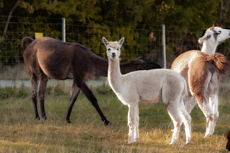 Mödling/Vienna: Scenic Guided Hike with Alpacas and Llamas - What’s Included & What’s Not