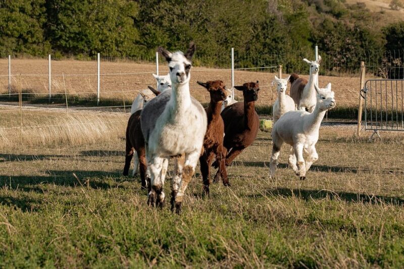 Mödling/Vienna: Scenic Guided Hike with Alpacas and Llamas - The Value and Practical Tips