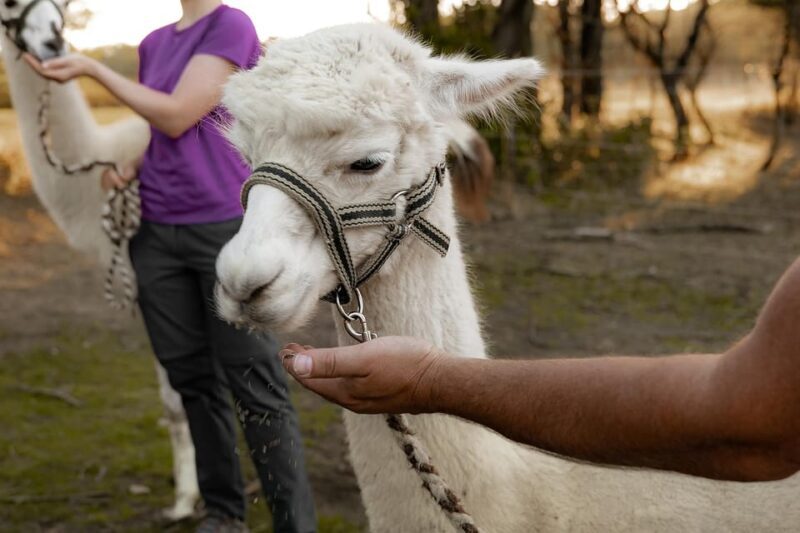 Mödling/Vienna: Scenic Guided Hike with Alpacas and Llamas - Who Should Consider This Tour?