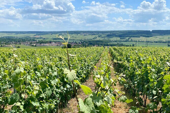 Moet et Chandon Veuve Clicquot Private Champagne trip from Paris - Practical Considerations