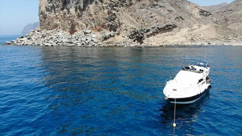 Mogan: Dolphin Watching Boat Trip with Swim Stop - Key Points