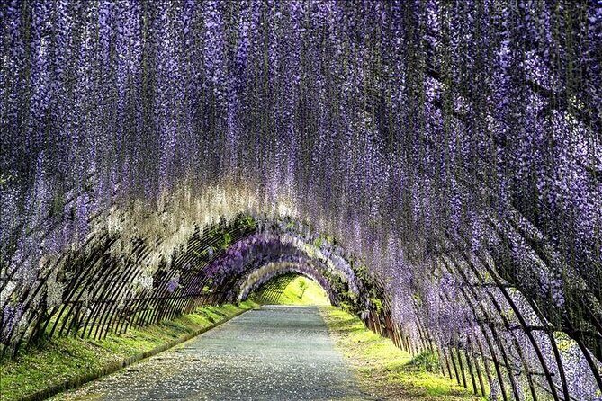Mojiko Retro, Kawachi Wisteria and Shiranoe Gardens Tour YokaBus - Key Points