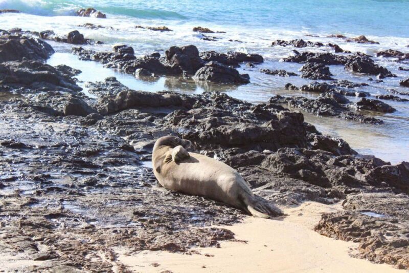 Mokulua Islands Self-Guided Kayak Adventure - Pricing and worthiness