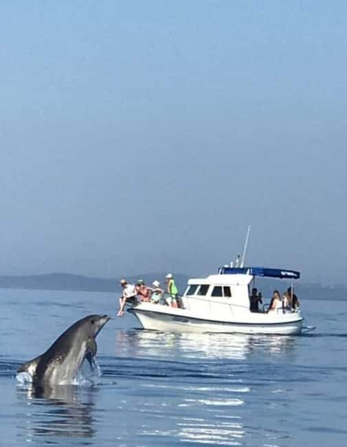 Molat Island Dolphin Watching Boat Tour 6hours TOUR - The Itinerary in Detail