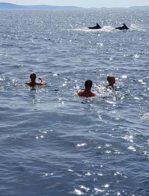 Molat Island Dolphin Watching Boat Tour 6hours TOUR - Giving Observation a Chance