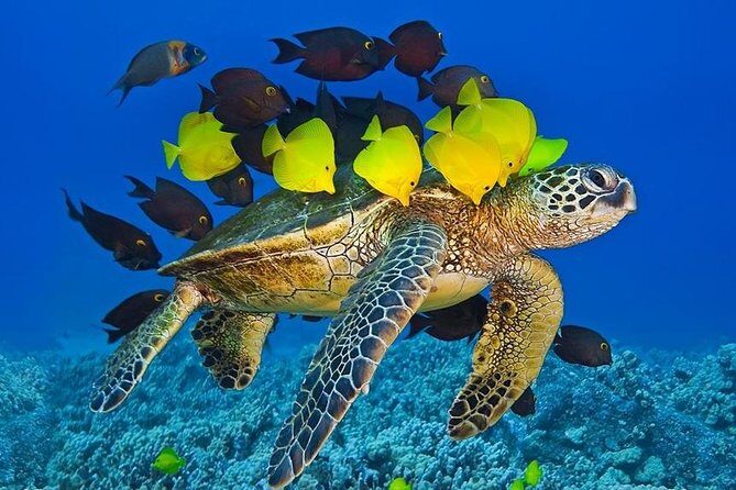 Molokini Crater Zodiac Adventure: Snorkel and Turtle Cove Swim - Authentic Experiences in Reviews: What Travelers Say