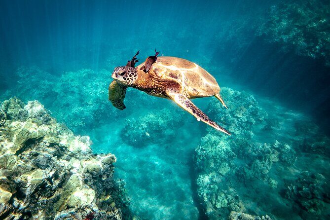 Molokini Snorkel Trip 2-Hour From Kihei - The Itinerary in Detail