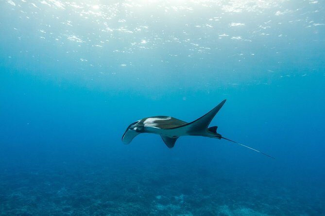 Molokini & Turtle Adventure: Small Group from Ma'alaea Harbor - FAQ