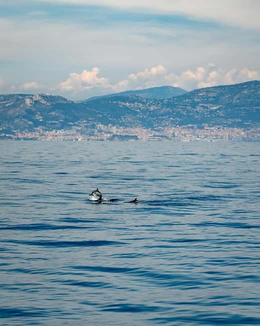 Monaco : Cetacean Watching Boat Cruise - An In-Depth Look at the Cetacean Watching Experience