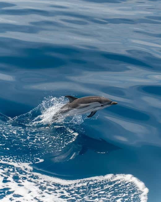 Monaco : Cetacean Watching Boat Cruise - Final Thoughts