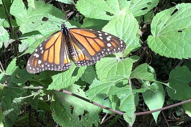 Monarch Butterflies Experience - Key Points