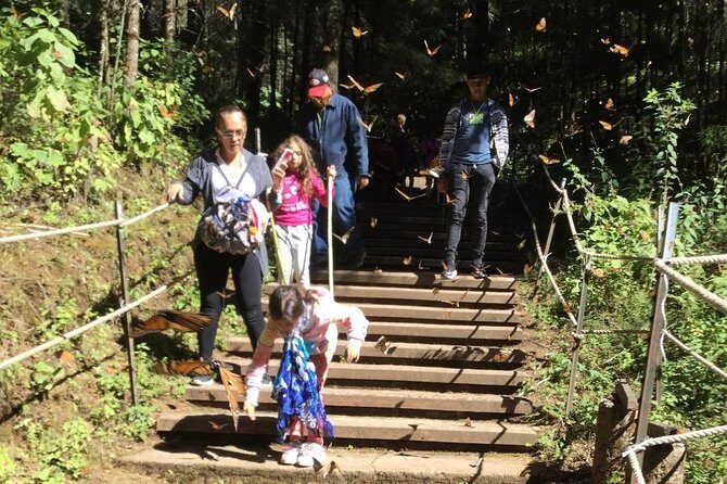 Monarch Butterfly group tour. Join me to watch #butterflies - Introduction