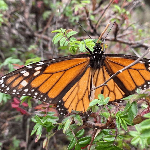 Monarch Butterfly Mexico Reserve Sanctuary & Valle de Bravo - FAQ