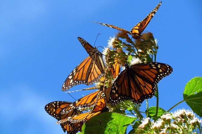 Monarch Butterfly Private Tour (Morelia) - Exploring the Monarch Butterfly Private Tour in Morelia: An Authentic Encounter with Nature