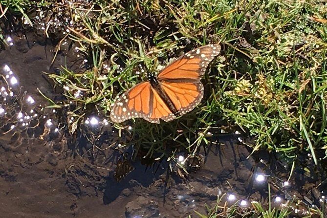 Monarch Butterfly Private Tour (Morelia) - Key Points