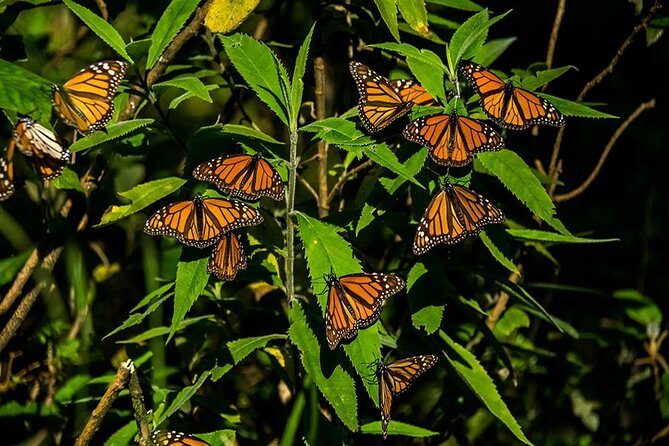 Monarch Butterfly Sanctuary Day Trip from Mexico City - An In-Depth Look at the Experience