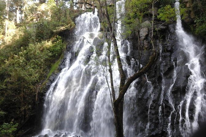 Monarch Butterfly Sanctuary Day Trip from Mexico City - Who Will Love This Tour?