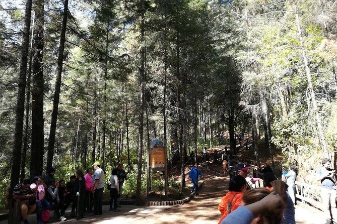 Monarch Butterfly Sanctuary Day Trip from Mexico City - FAQs