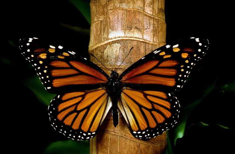 Monarch Butterfly Sanctuary Tour from Mexico City - Practicalities and Costs