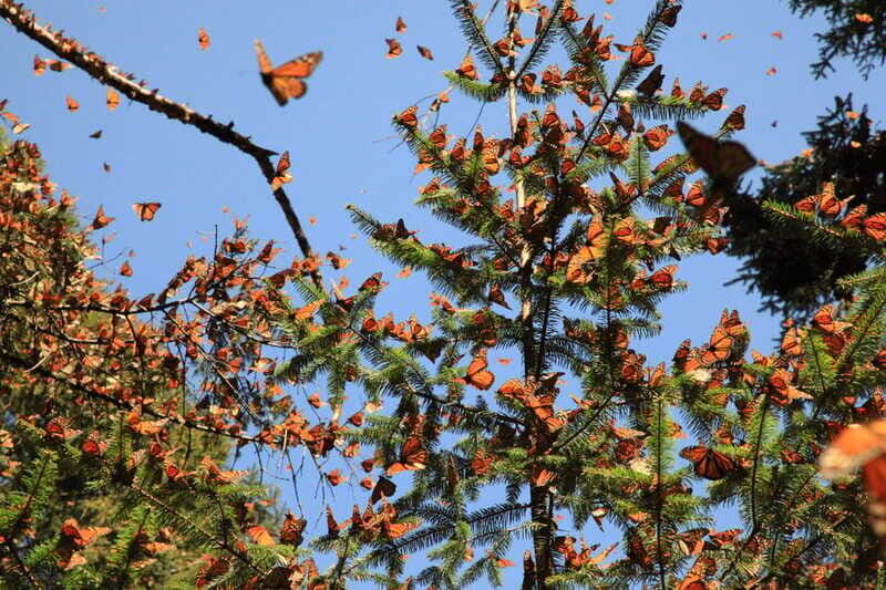 Monarch Butterfly Sanctuary Tour from Mexico City - Final thoughts