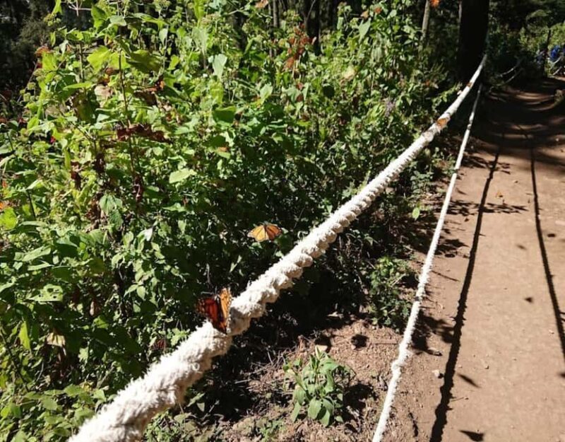 Monarch Butterfly - What Is the Monarch Butterfly Tour All About?