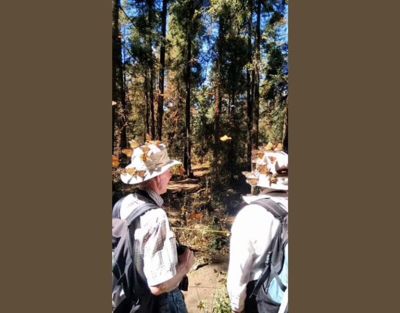 Monarch Butterfly - Detailed Itinerary and What to Expect
