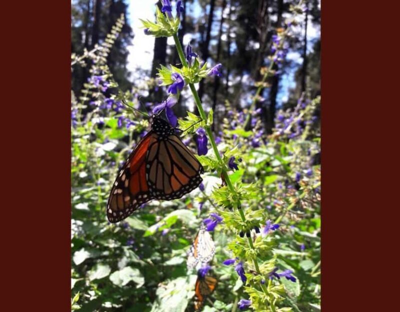 Monarch Butterfly - Who Should Consider This Tour?