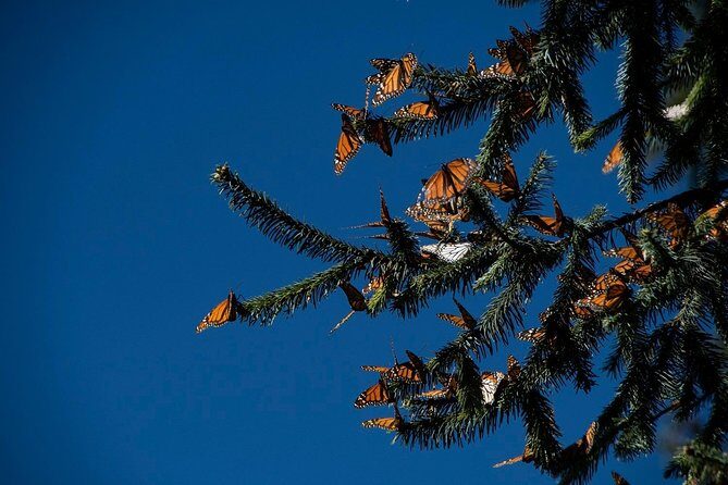Monarch Butterfly Tour (Departing from Morelia) - Detailed Guide to the Monarch Butterfly Tour