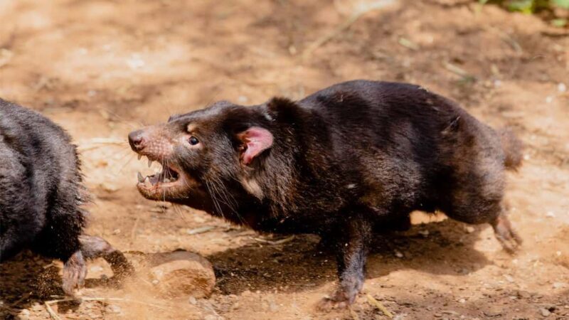 Monarto Safari Park: A Devilish Native Experience - Introduction to the Tour and Its Appeal