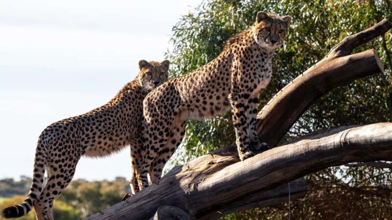 Monarto Safari Park: Cheetah Experience - Final Thoughts: Does It Deliver Value?
