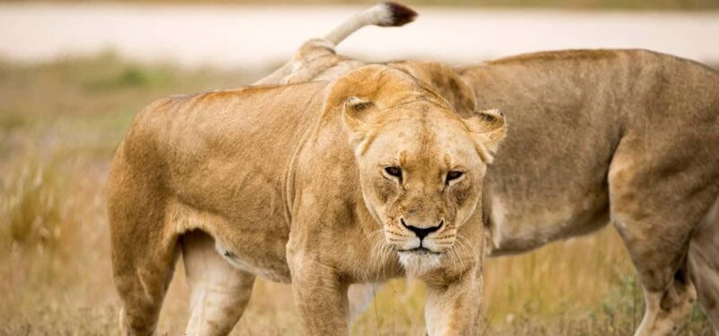 Monarto Safari Park: Keeper for a Day - An In-Depth Look at Monarto Safari Park: Keeper for a Day