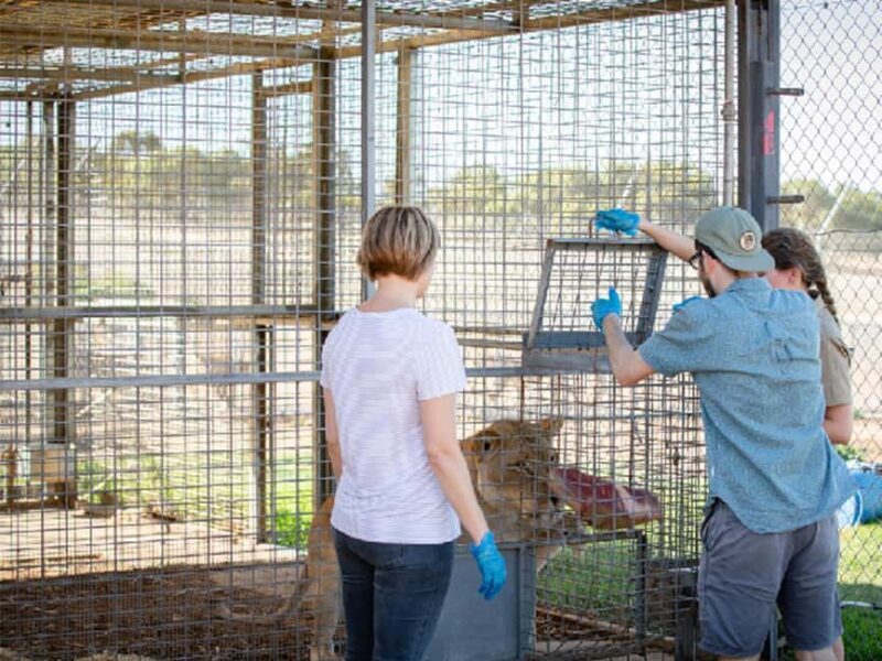 Monarto Safari Park: Lions At Bedtime - Key Points