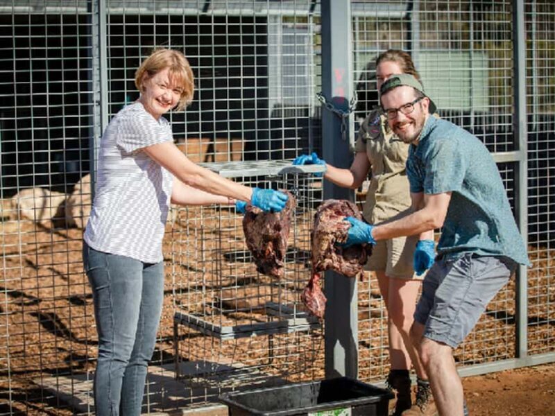 Monarto Safari Park: Lions At Bedtime - An In-Depth Look at Monarto’s Lions At Bedtime Experience