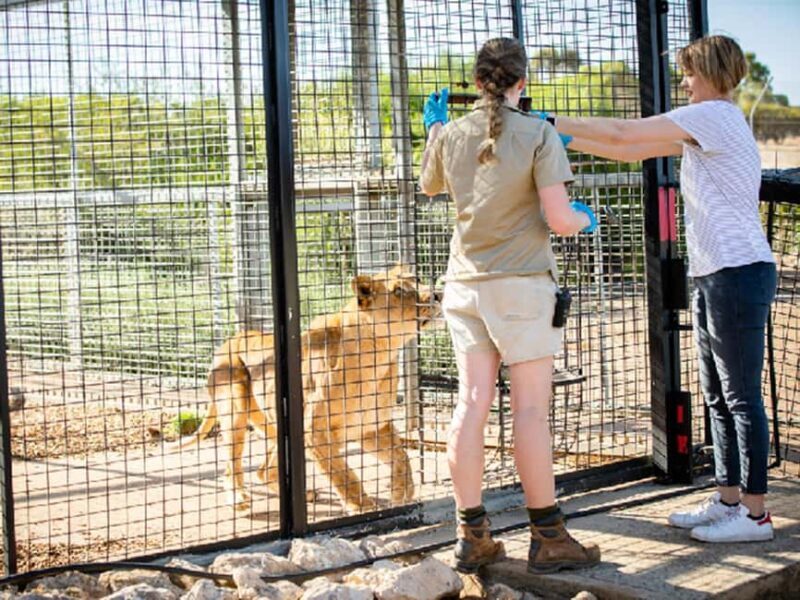 Monarto Safari Park: Lions At Bedtime - Final Thoughts: Is It Worth the Cost?
