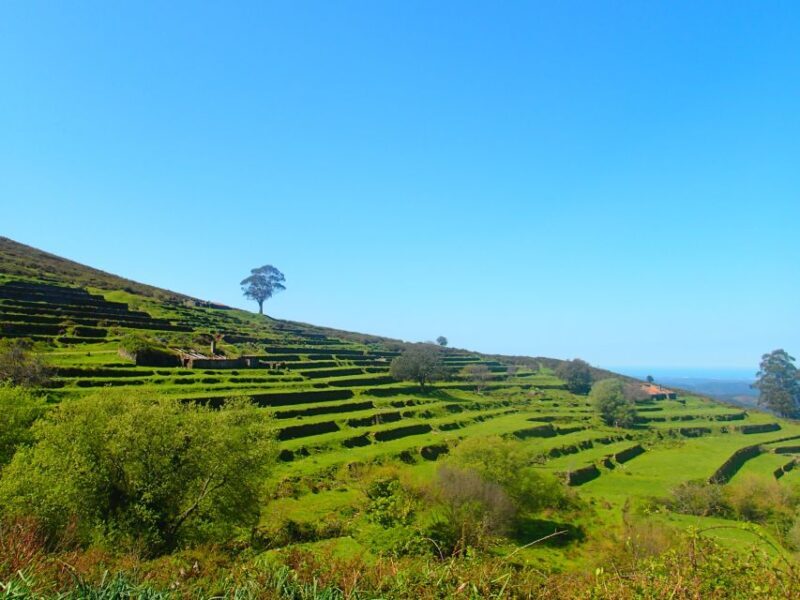 Monchique and Fóia: Half Day Tour - An In-Depth Look at the Tour Experience