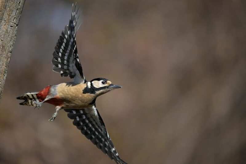 Monferrato: Birdwatching and Wildlife Photography Experience - Exploring Monferrato’s Birdwatching and Wildlife Photography Experience
