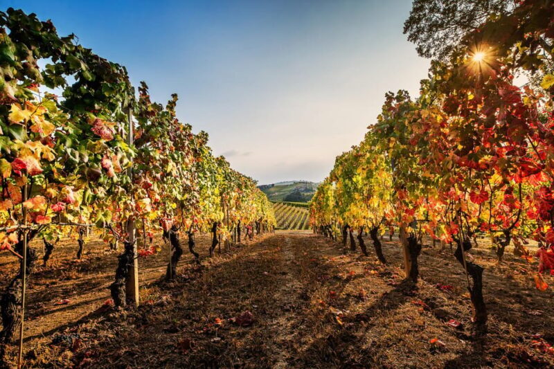 Monforte d'Alba in Langhe: Unforgettable Winery Tasting - Exploring Monforte dAlba’s Winery Experience